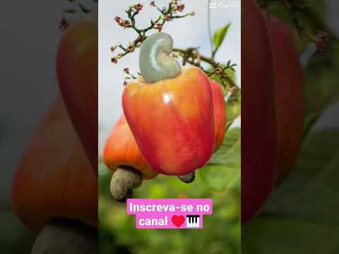 #shorts #caju#fruta#fruit #trend #foryou #animation