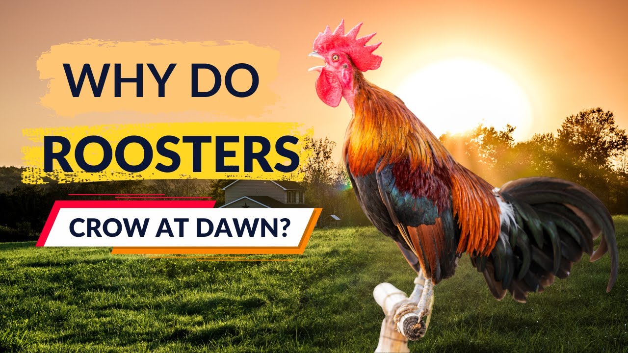 Unlocking the Mystery: Why Do Roosters Crow at Dawn? 🐓🌅