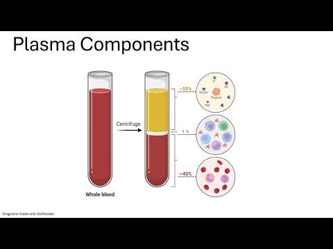 Blood Blood Plasma Most Things Biology