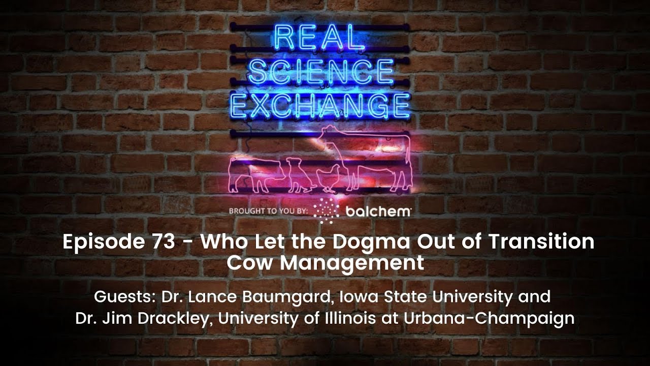 Real Science Exchange: Who Let the Dogma Out of Transition Cow Management, Dr. Baumgard, Iowa State