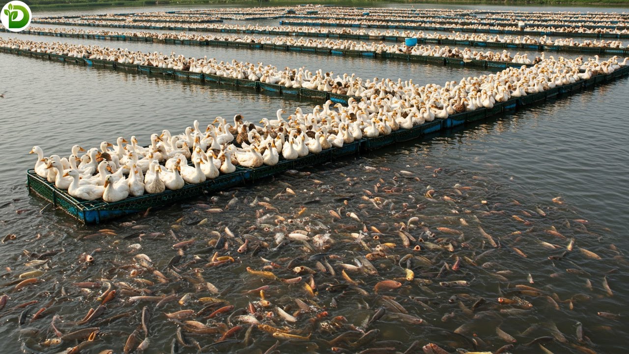 Integrated Farming - How Do Southeast Asian Farmers Raise Ducks in Fish Ponds?