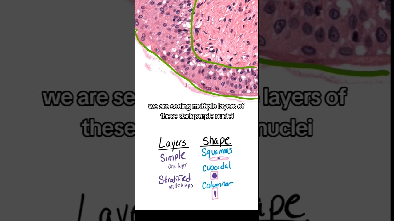 histology practice #anatomy #epithelium #histology #humanbiology