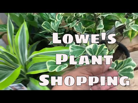 Lowe’s Plant Shopping Costa Farms Trending Tropicals Houseplants Garden Center Plant Haul