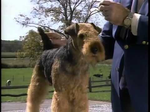 Welsh Terrier - AKC Dog Breed Series
