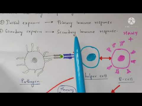 Memory cells | Memory B cells | Memory T cells | Function | Production | Bio science