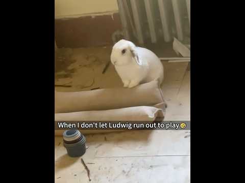 Who’s so cute when they’re angry? It’s the bunnies 🐰 !#bunnies