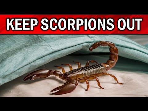 How to Get Rid of SCORPIONS in Your Yard & House Naturally (FAST EASY METHODS)