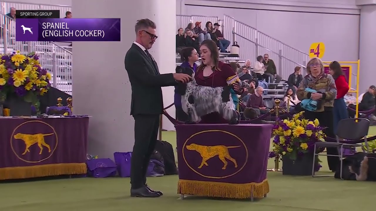 English Cocker Spaniels | Breed Judging 2026