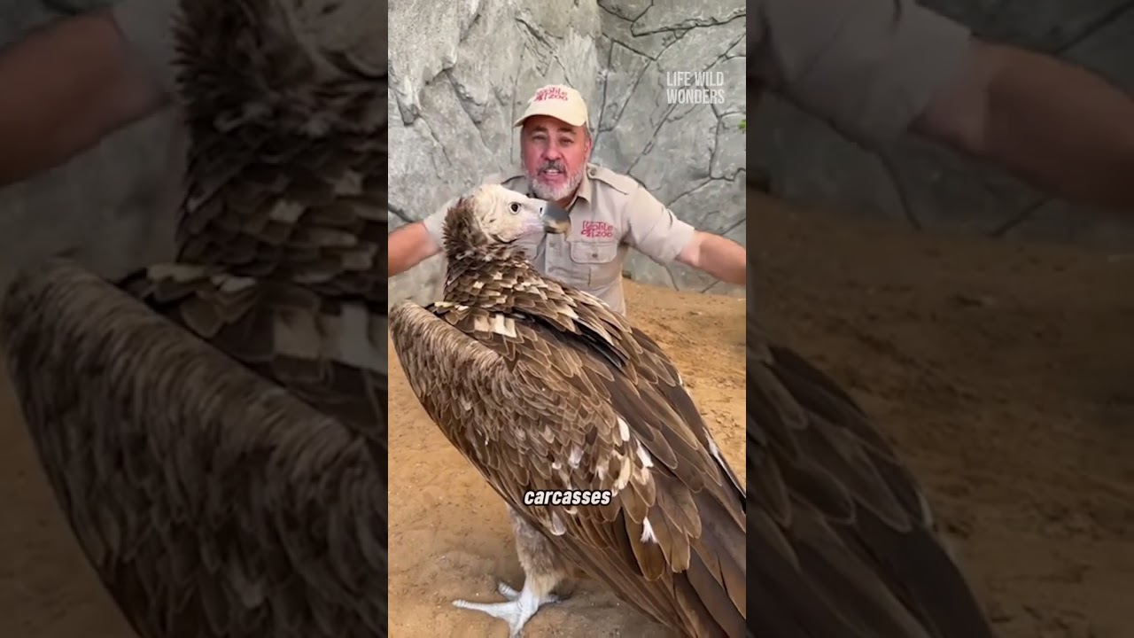 Meet the Lappet-faced Vulture Africa's largest scavenger 🦅 #vultures #eagles #animals
