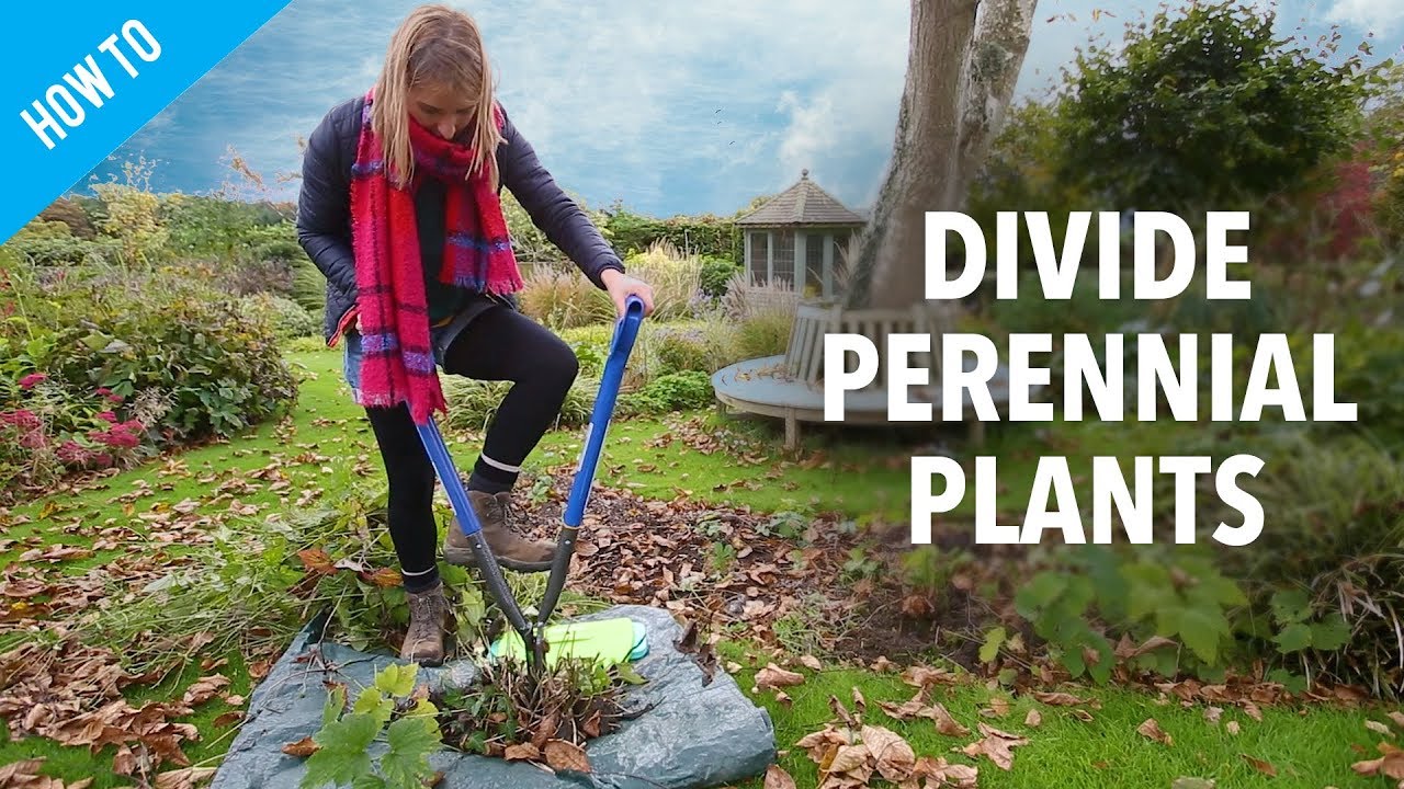 How to divide perennial plants