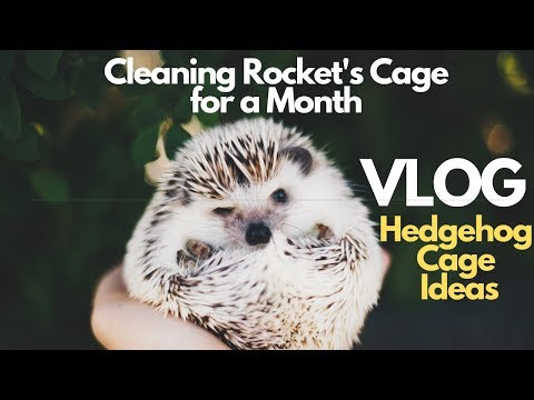 VLOGGING MY HEDEHOGS CAGE CLEANINGS | Why do my cages look so crazy?!