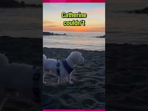 Woman Spares No Expense to Take Her Dog to Italy