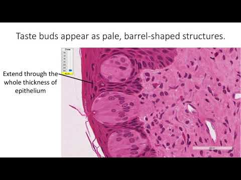 Histology with Chimmalgi: Tongue