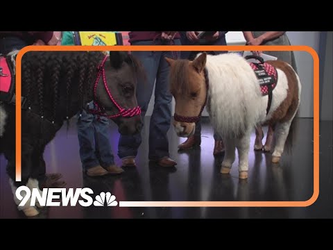 Miniature therapy horses ready for National Western Stock Show