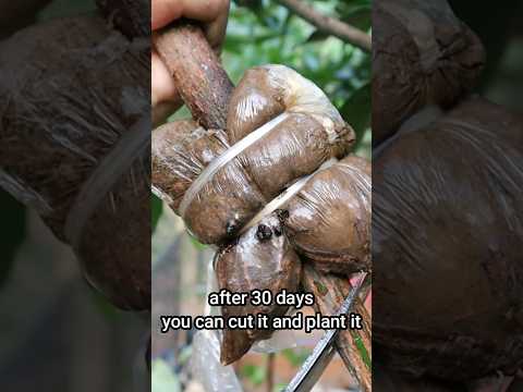 How to air layering mango tree in short video #grafting #graftingexamples #mango #mangotrees