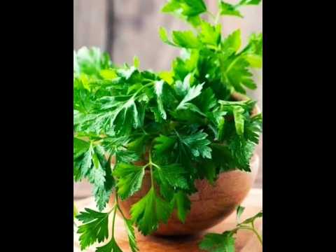 6 Herbs names and images #plantlover