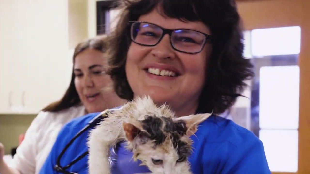 Internship and Mentorship Opportunities at DoveLewis