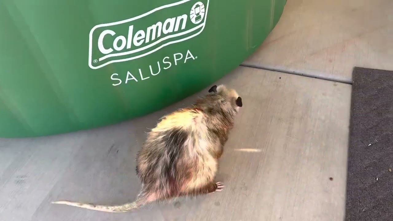Possum Poops On Patio, Goes Inside & Goes to Bed