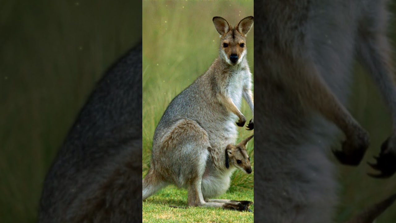 kangaroo live wallpaper | kangaroo wallpaper download free