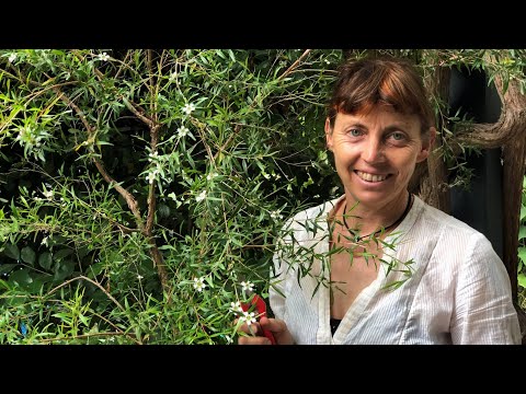 Harvesting and tip pruning lemon scented tea tree, Part 4 of Bush Tucker Gardening