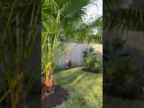 JaxPalmTrees.com - Landscape Installation in Jacksonville, Florida
