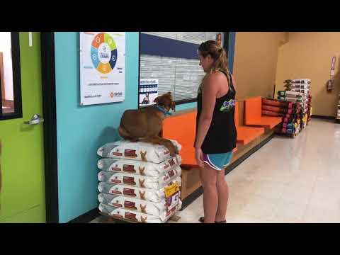 Ace | Fearful Rescue Mix | Amazing Transformation | Corpus Christi Dog Trainers |