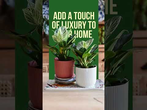 Plant of the Month – Birkin