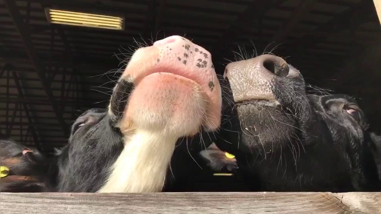 Virtual Tour: Heifer Barn