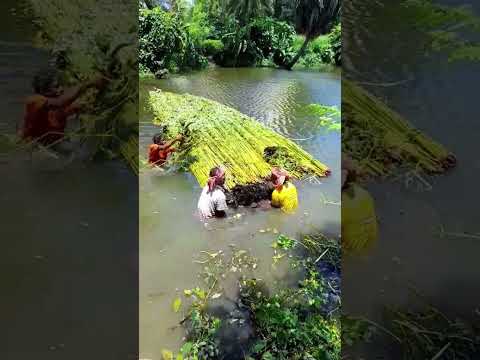 Retting of Jute #shorts