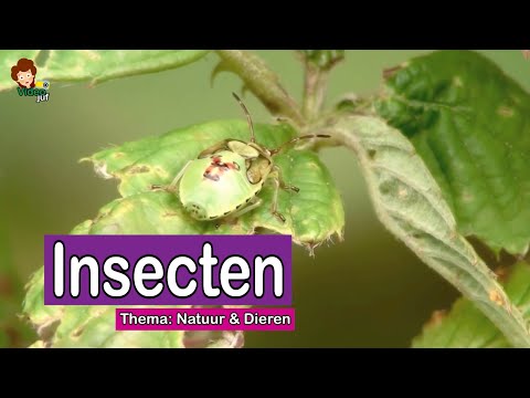 Insecten