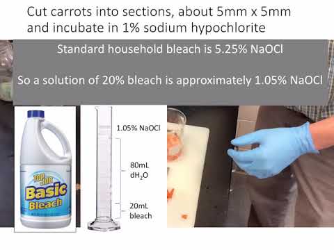Carrot Callus Induction 2 - Tissue Preparation - Plant Tissue Culture