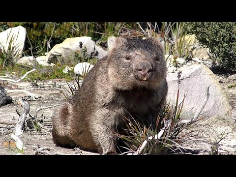 Tasmanian Wombat (Vombatus ursinus tasmaniensis)