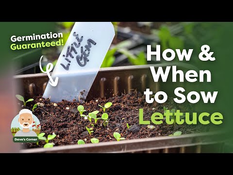 How and When to Sow Lettuce Seeds