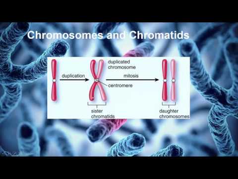 1-5 introduction to genetics: Introduction to Homologous Chromosomes and Sister Chromatids