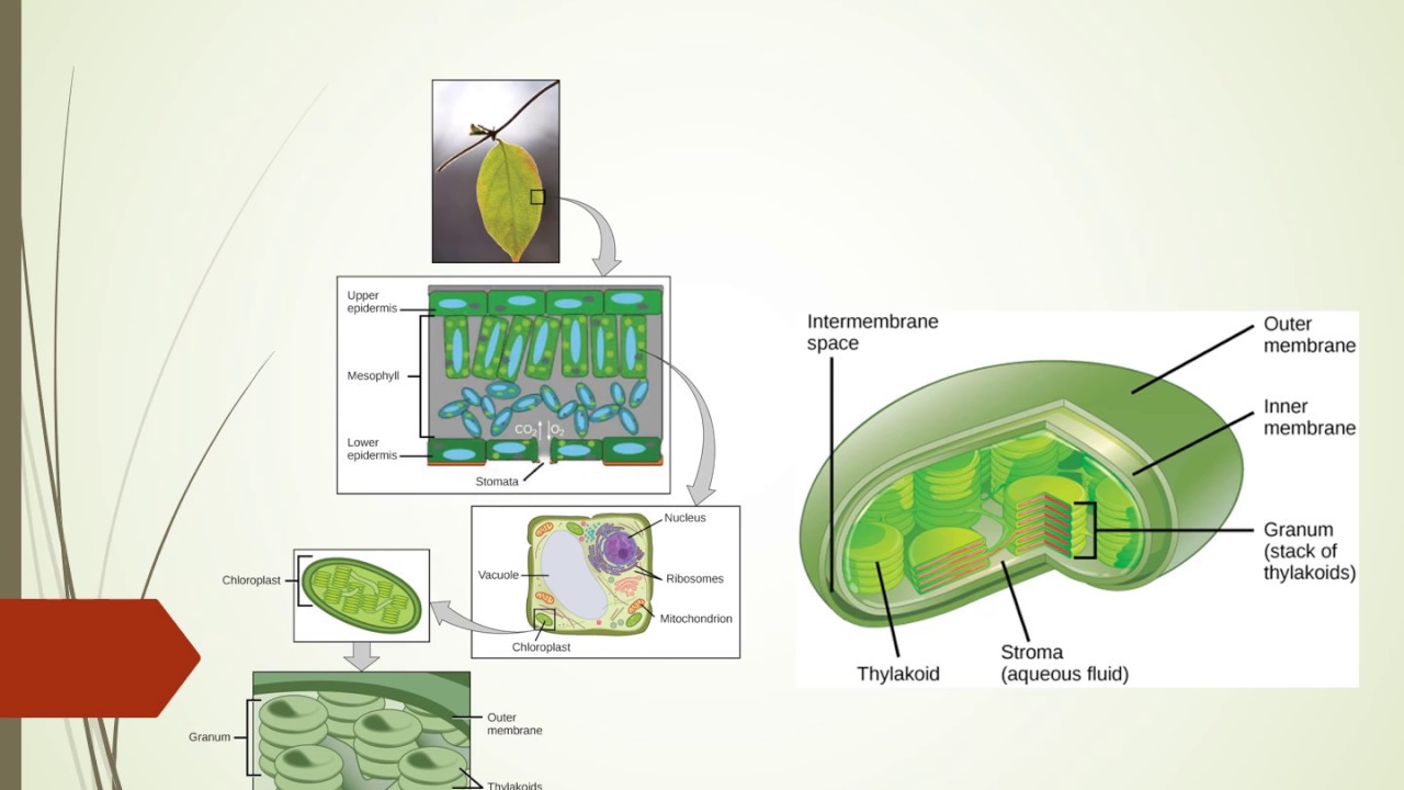 Biology 1408   Chapter 5 - Summer 2020