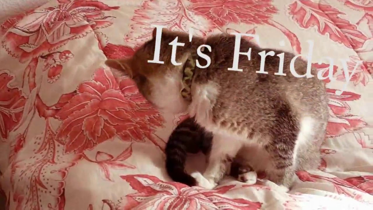 It's friday cat