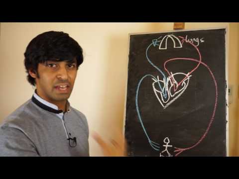 Cardiovascular System 2 Pulmonary and Systemic Circulation