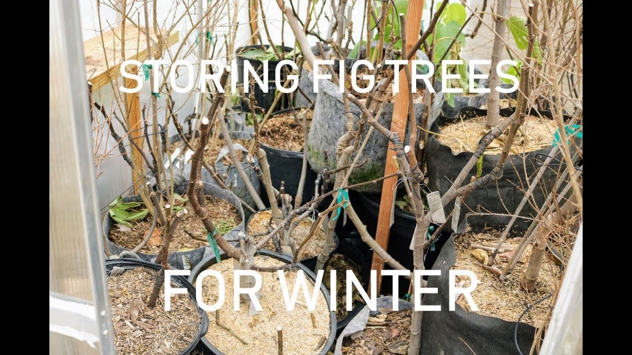 Container Fig Trees: The WINTER Migration