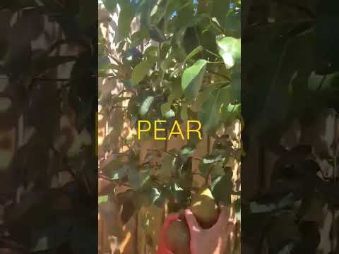 Picking Organic Fresh PEARS #satisfyingvideo #pear #freshfruit #shorts