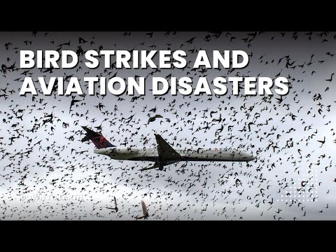 India’s Sky Threat: AI 171 Ahmedabad Crash Sparks Focus on Bird Strikes