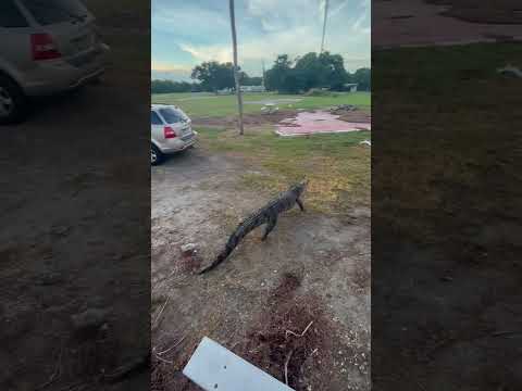 Alligator Tries Grabbing Fisherman's Catch