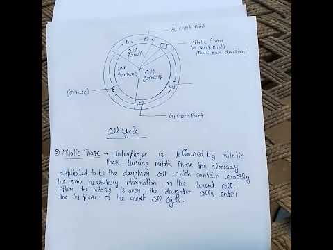 What is cell cycle and regulation