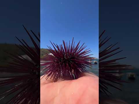 You Won't Believe the POWER of Sea Urchins