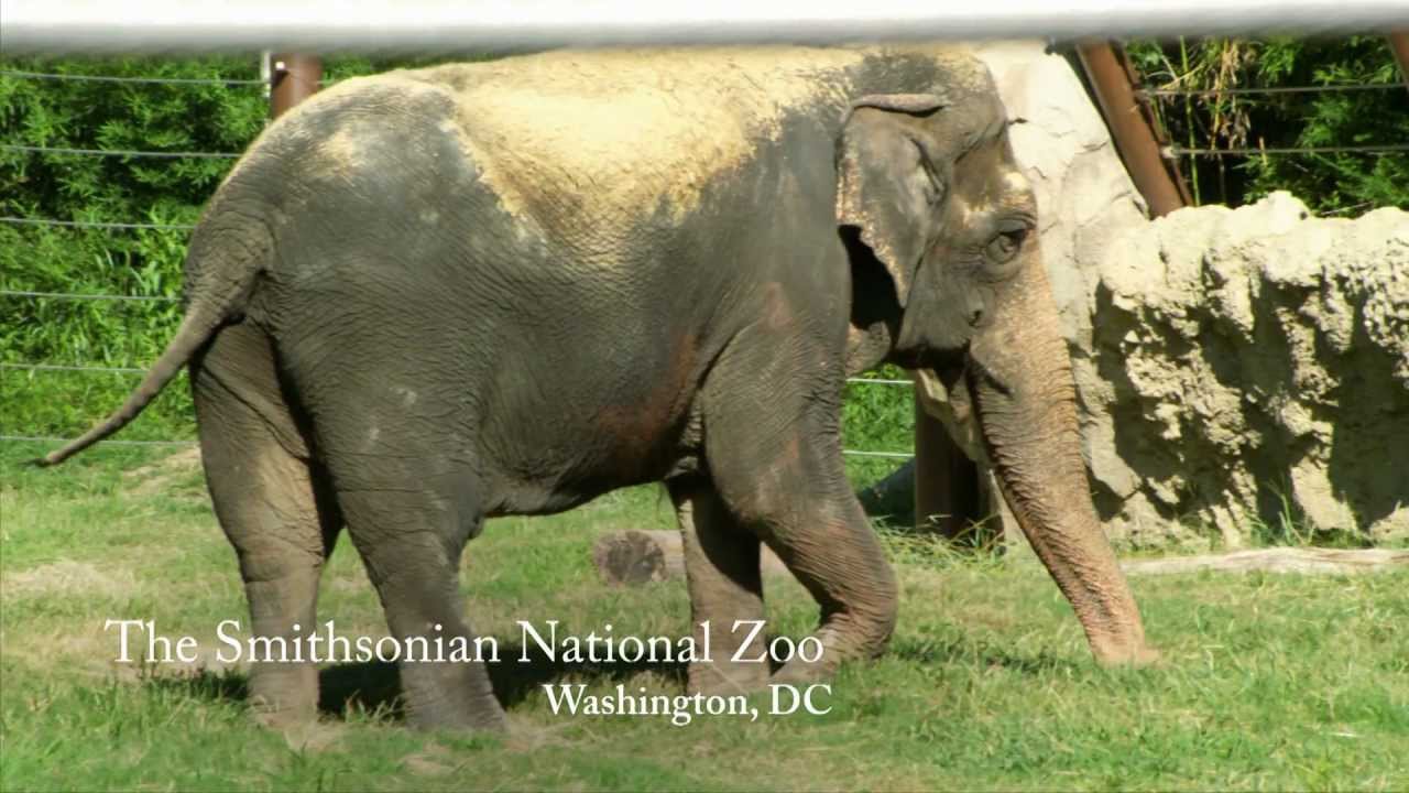Think About: How Do Elephants Hear?