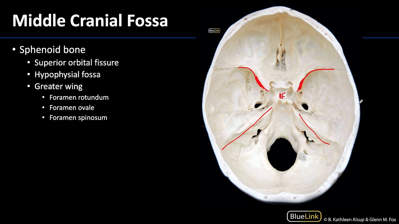 Cranial Cavity and Brain - Cranial Fossae