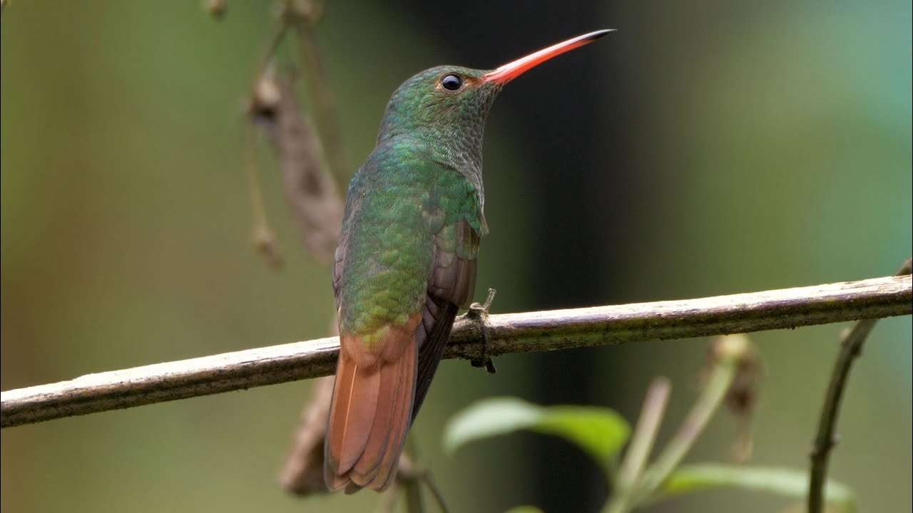 Rufous-tailed Hummingbird