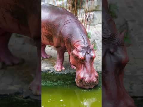 Hippo's sweat is pink