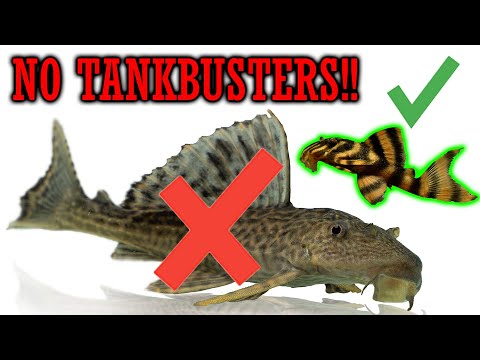 10 Plecos That Stay Small (No More Monster Fish!)