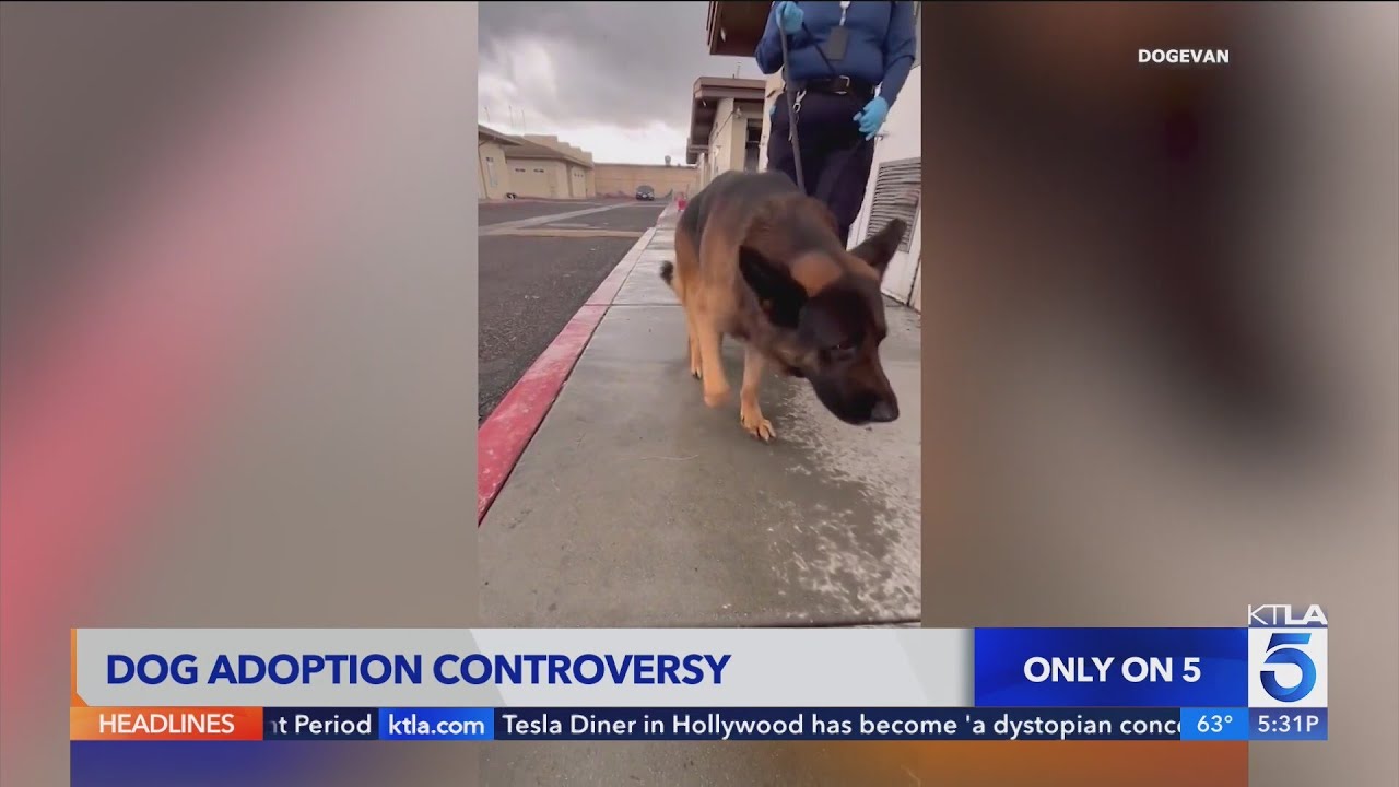 L.A. County dog adoption controversy goes viral
