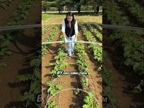 Amazing Chinese and Japanese vegetables farming techniques?!